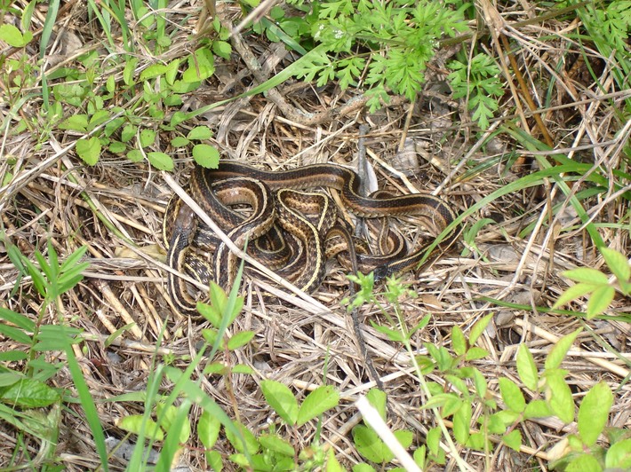Common Gartersnake, Charleston, Mississippi Co. | Amphibians and Reptiles of Louisiana