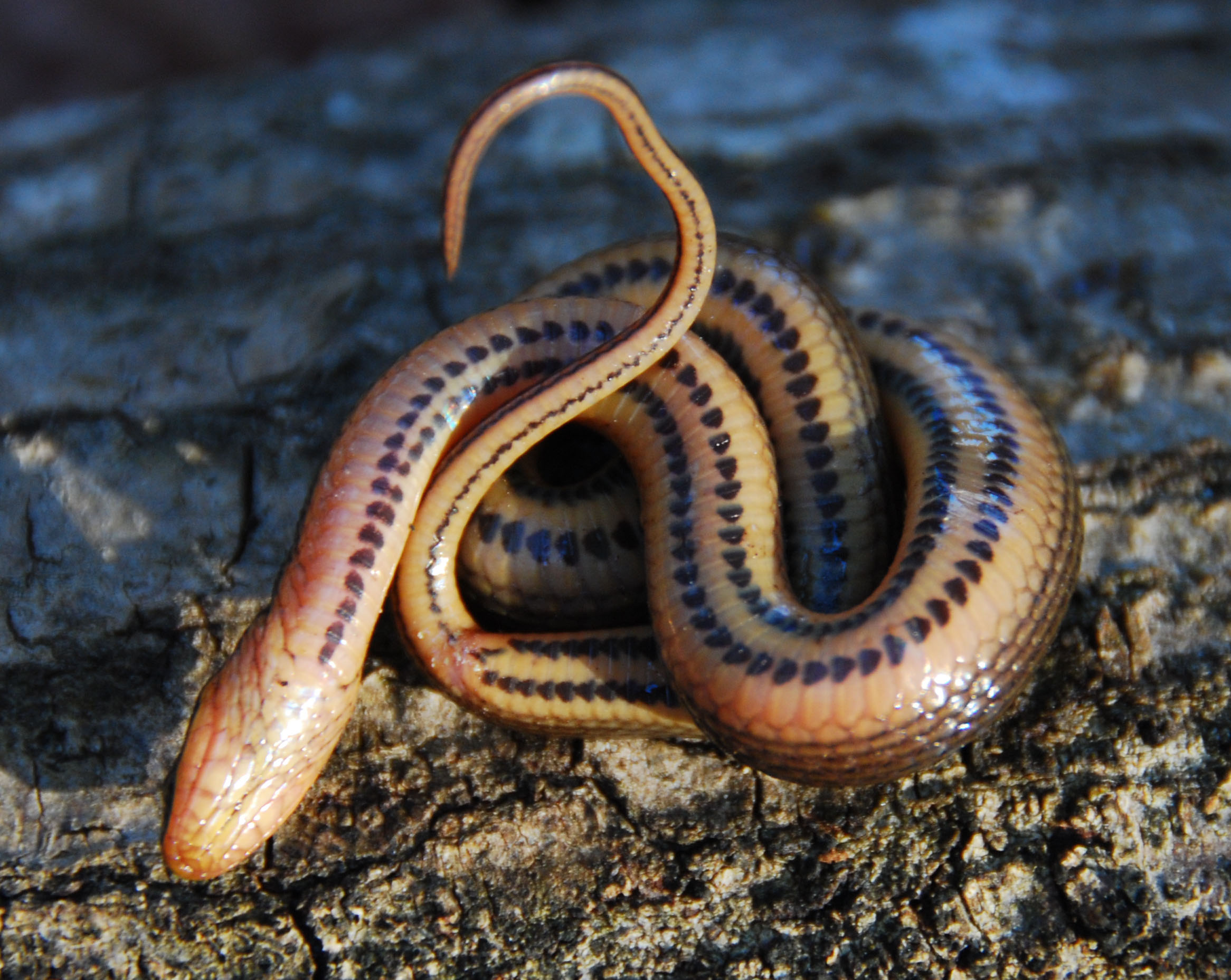 Glossy Swampsnake Liodytes Rigida Brad Glorioso s Personal Website glossy-swampsnake-liodytes-rigida-brad-glorioso-s-personal-website