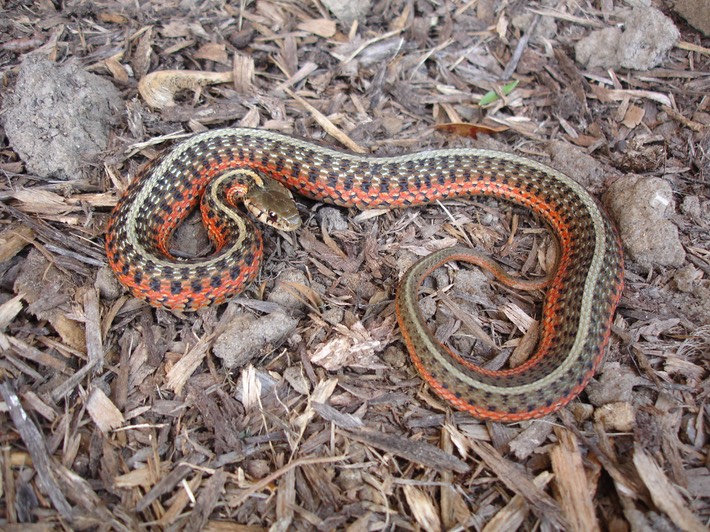 Common Gartersnake, Charleston, Mississippi County | Amphibians and Reptiles of Louisiana