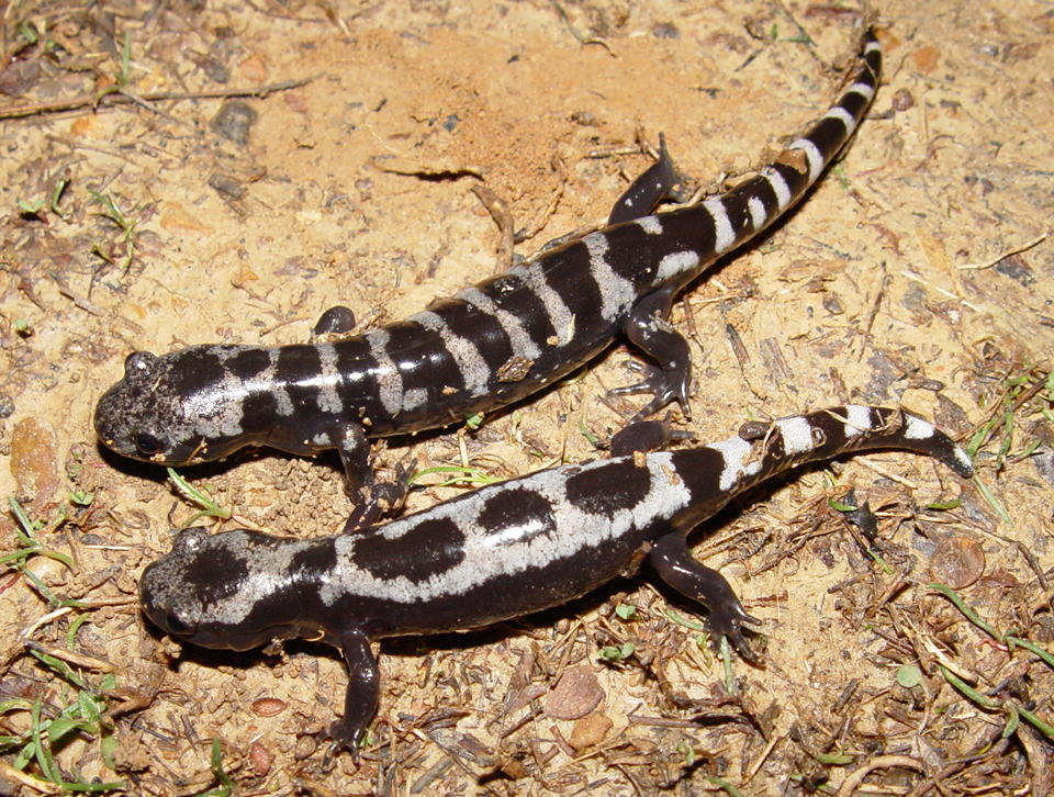 Marbled Salamander - Ambystoma opacum | Amphibians and Reptiles of ...