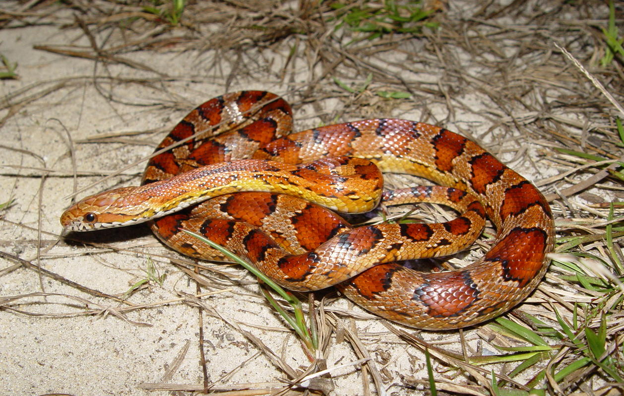 Red Cornsnake - Pantherophis guttatus | Brad Glorioso’s Personal ...