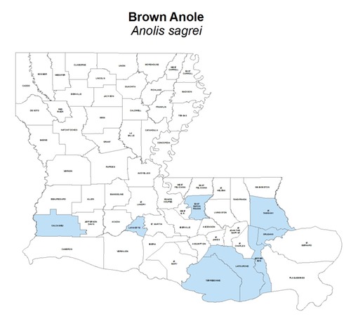 Brown Anole - Anolis sagrei | Amphibians and Reptiles of Louisiana