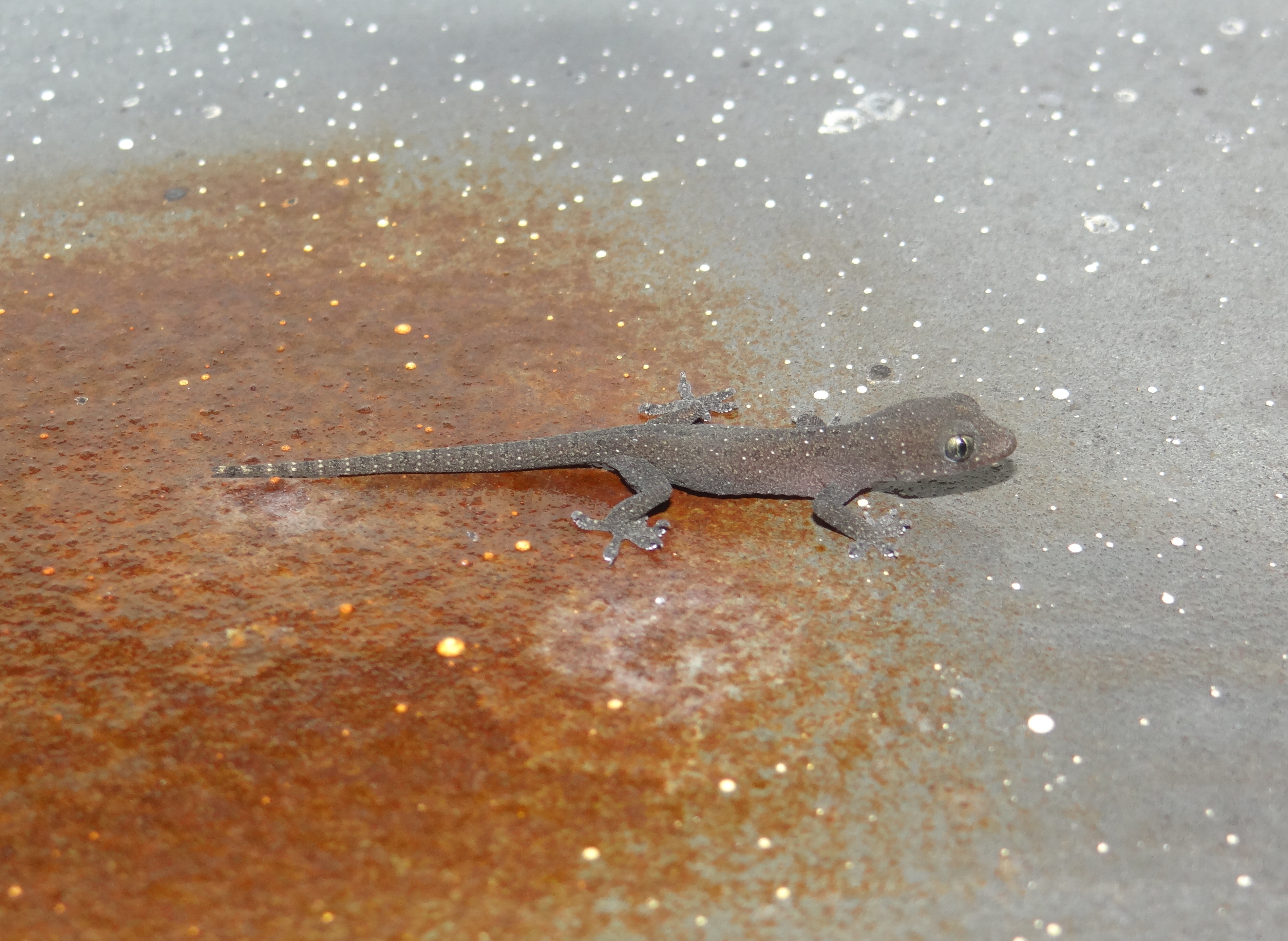 Sri Lankan Spotted House Gecko - Hemidactylus parvimaculatus | Brad ...