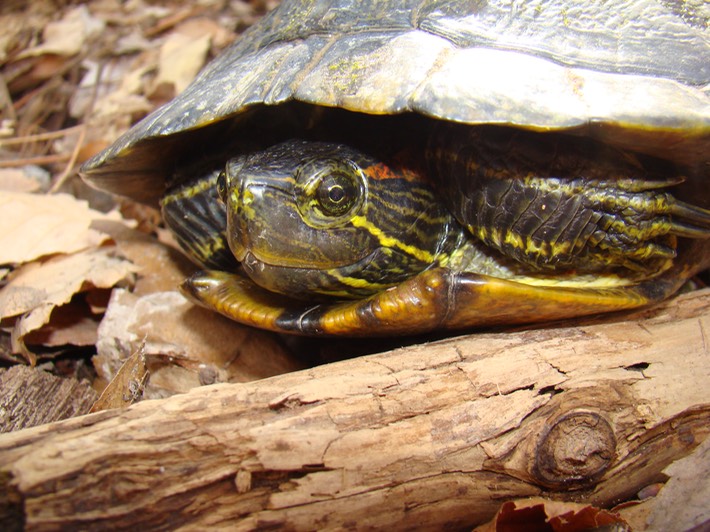 Pond Slider | Brad Glorioso’s Personal Website Amphibians and Reptiles ...