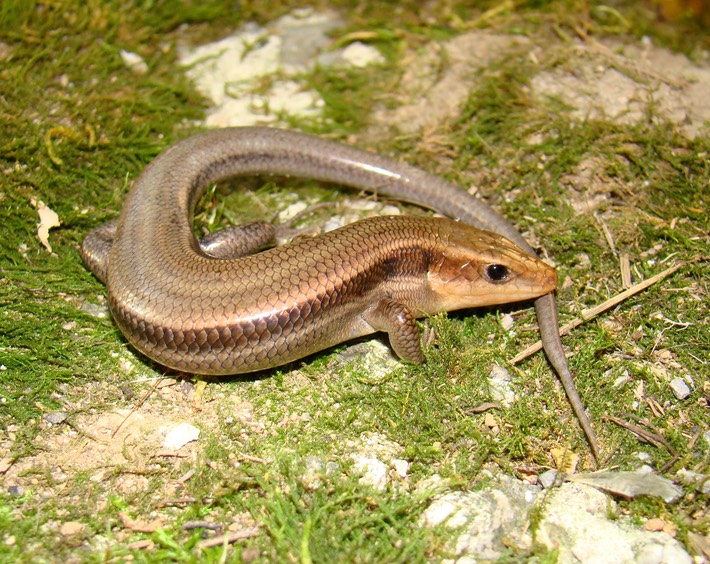 Common Five-lined Skink, Normandy Reservoir, Coffee County | Brad ...
