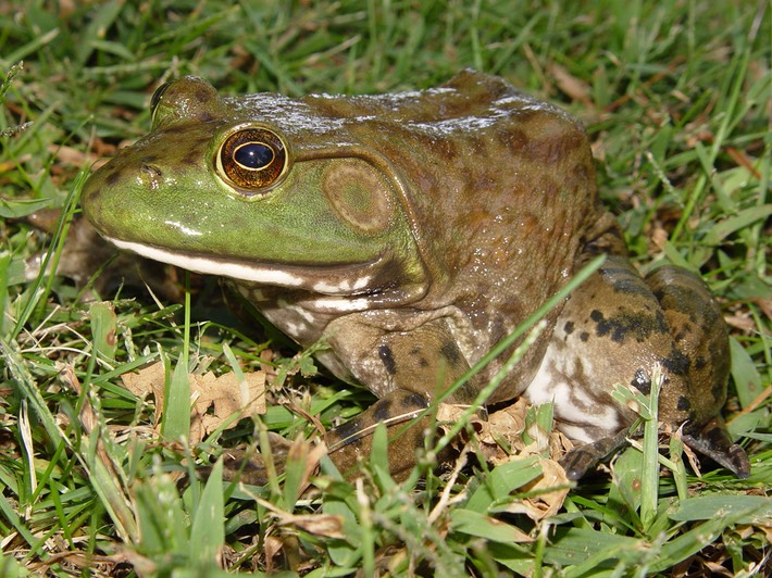 American Bullfrog | Brad Glorioso’s Personal Website Amphibians and ...