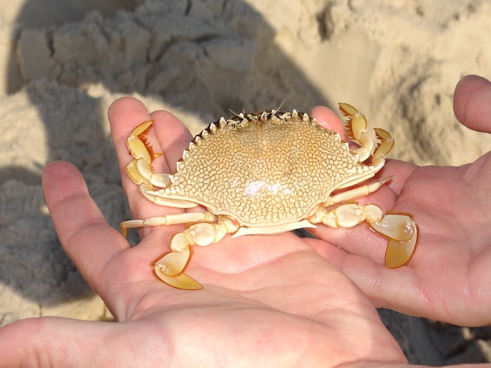 Speckled Crab, Alys Beach, Walton County, FL | Brad Glorioso’s Personal ...