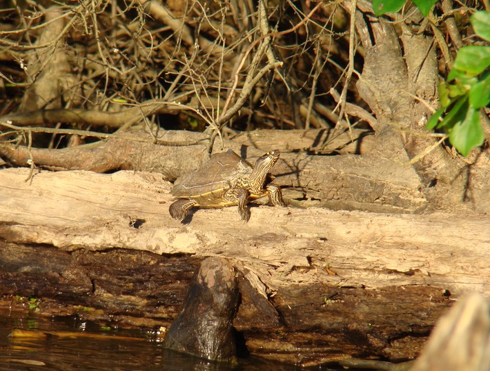 Sabine Map Turtle | Brad Glorioso’s Personal Website Amphibians and ...