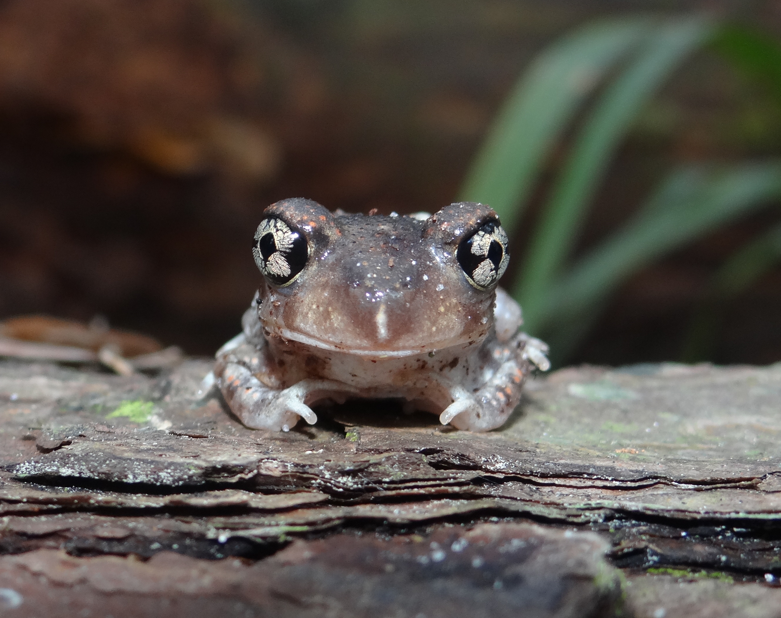 Eastern Spadefoot - Scaphiopus holbrookii | Brad Glorioso’s Personal ...