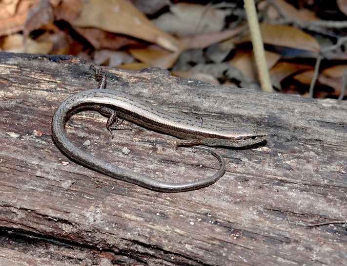 Little Brown Skink | Brad Glorioso’s Personal Website Amphibians and ...