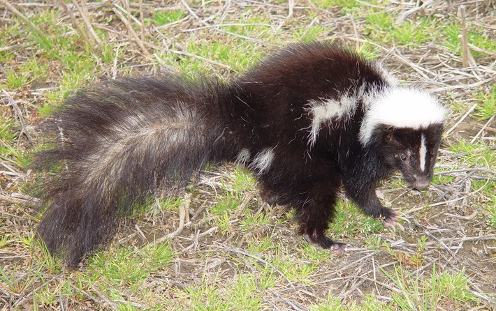 Striped Skunk, Reelfoot Lake, TN | Brad Glorioso’s Personal Website ...