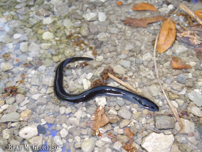 Three-toed Amphiuma | Brad Glorioso’s Personal Website Amphibians and ...