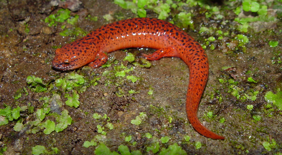 Red Salamander - Pseudotriton ruber | Amphibians and Reptiles of Louisiana