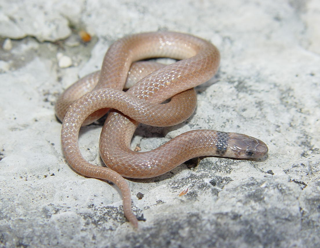 Southeastern Crowned Snake - Tantilla coronata | Brad Glorioso’s ...
