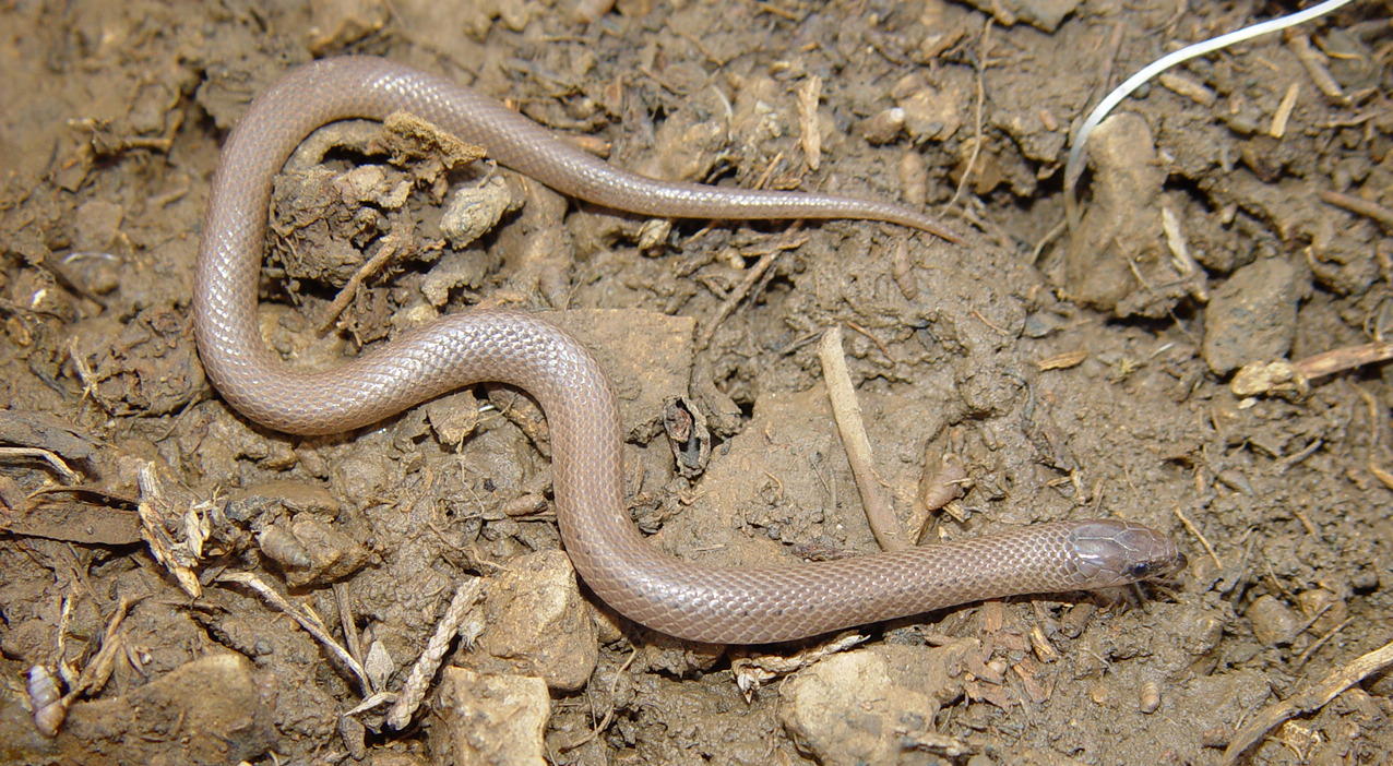 Smooth Earthsnake - Virginia valeriae | Amphibians and Reptiles of ...