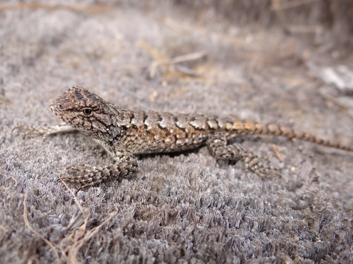 Prairie Lizard | Brad Glorioso’s Personal Website Amphibians and ...