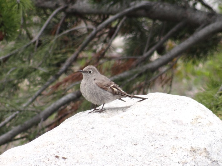 Yellowstone National Park, WY | Brad Glorioso’s Personal Website ...