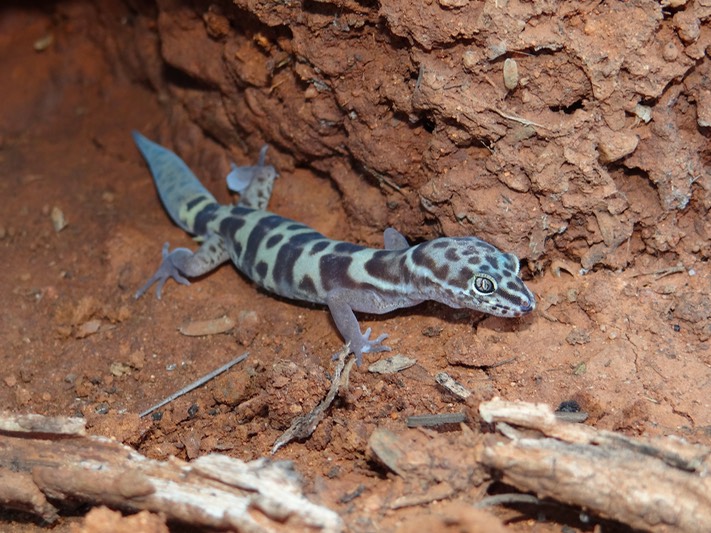 Western Banded Gecko | Brad Glorioso’s Personal Website Amphibians and ...