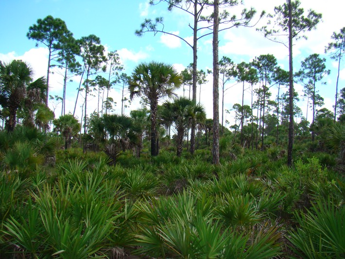 Picayune Strand State Forest, FL | Brad Glorioso’s Personal Website ...