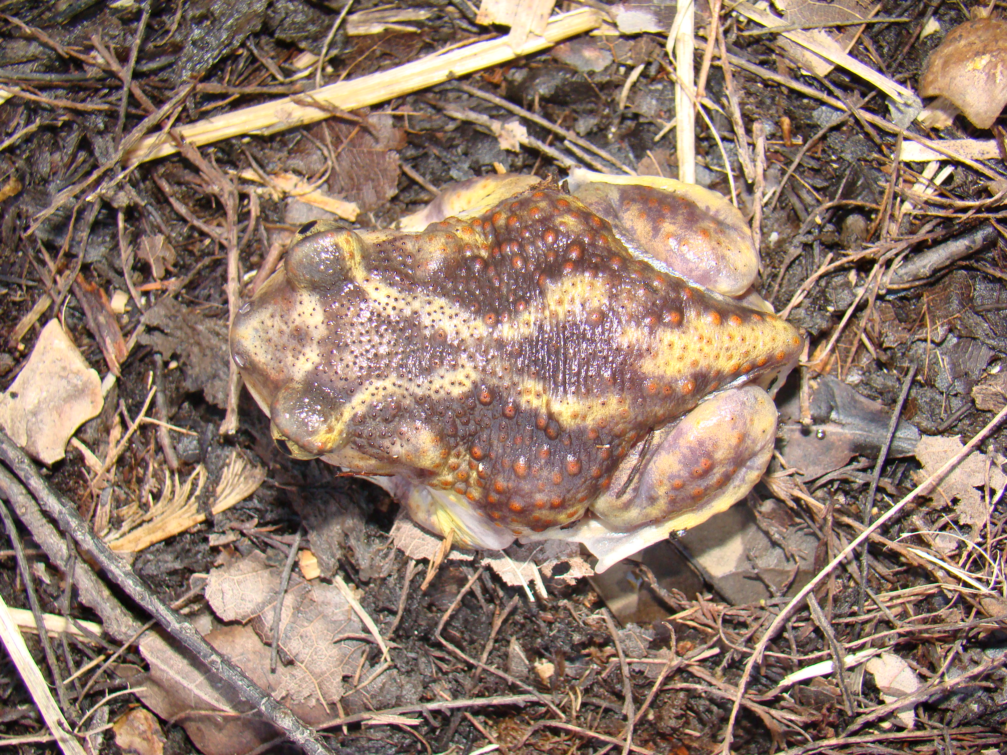 Eastern Spadefoot - Scaphiopus holbrookii | Brad Glorioso’s Personal ...