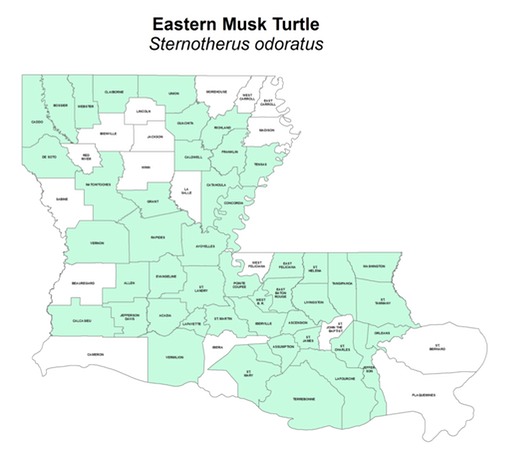 Eastern Musk Turtle - Sternotherus odoratus | Amphibians and Reptiles ...