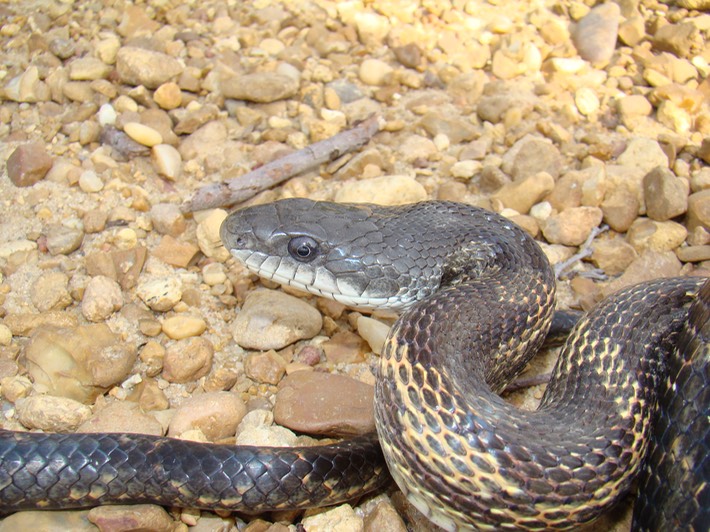 Gray Ratsnake, Morgan Brake NWR, Holmes County | Brad Glorioso’s ...