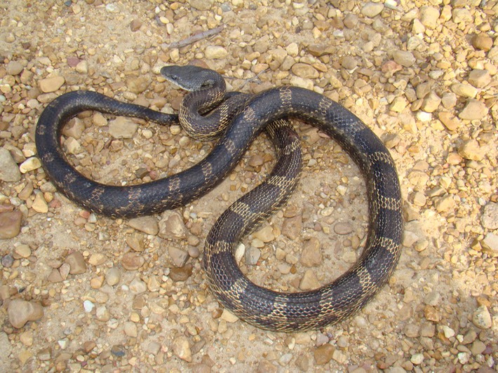 Gray Ratsnake, Morgan Brake NWR, Holmes County | Brad Glorioso’s ...
