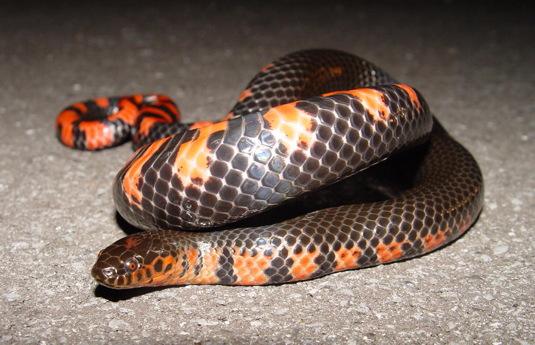 Red-bellied Mudsnake - Farancia abacura | Brad Glorioso’s Personal ...