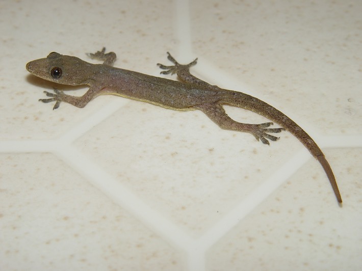 Indo-Pacific Gecko, Rutherford County | Brad Glorioso’s Personal ...