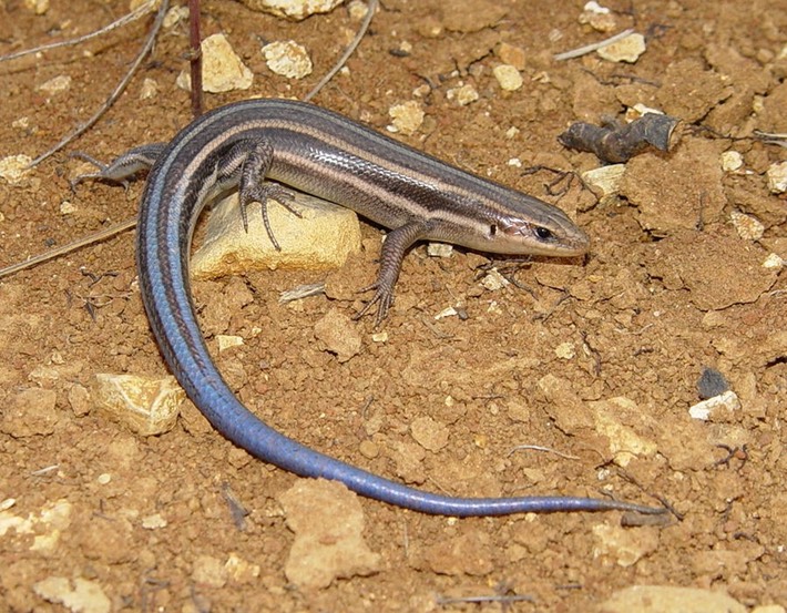 Common Five-lined Skink, Flat Rock SNA | Brad Glorioso’s Personal ...