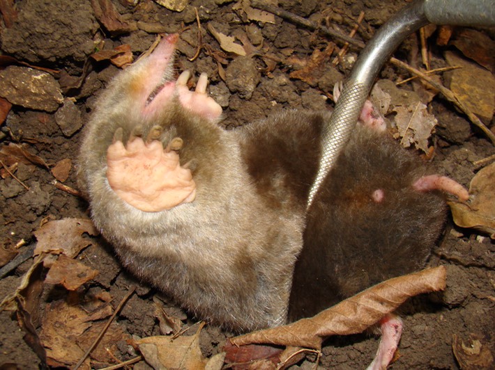 Mole, Bollinger Mill SHS, MO | Brad Glorioso’s Personal Website ...