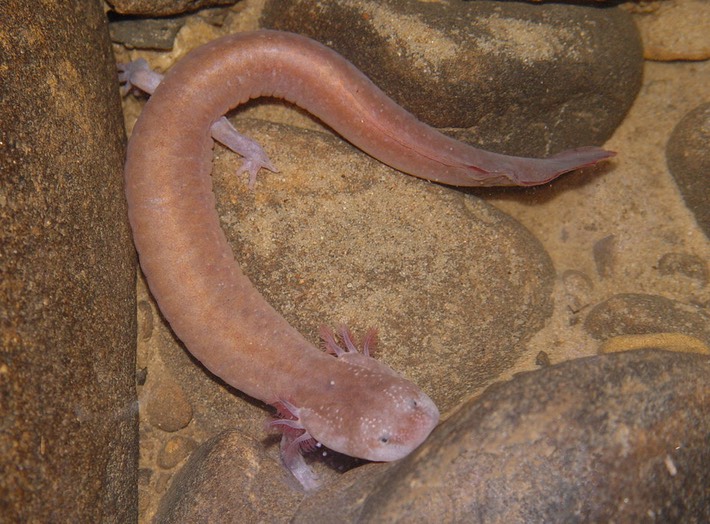 Tennessee Cave Salamander, Franklin County | Amphibians and Reptiles of ...