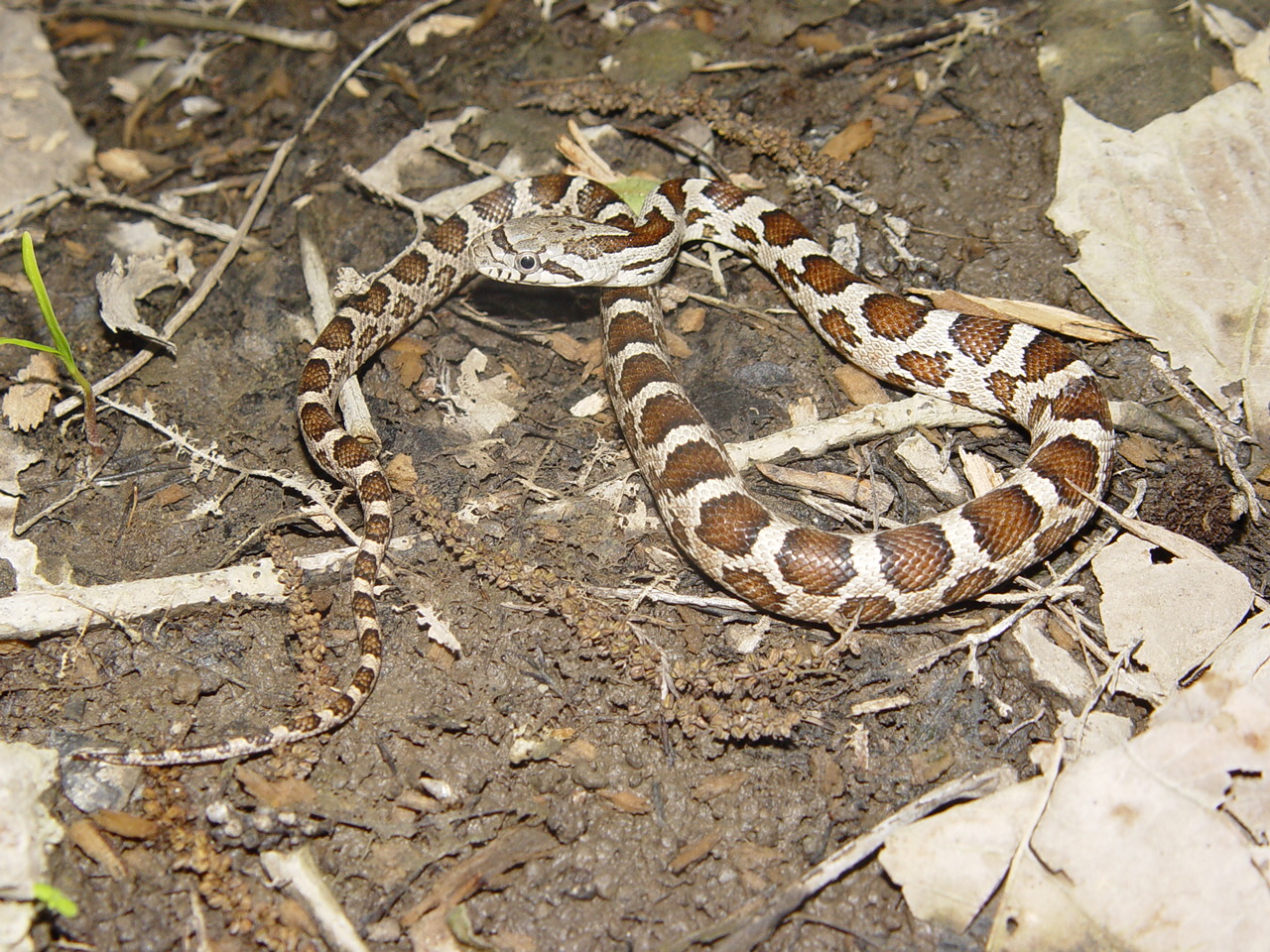 Gray Ratsnake - Pantherophis spiloides | Amphibians and Reptiles of ...