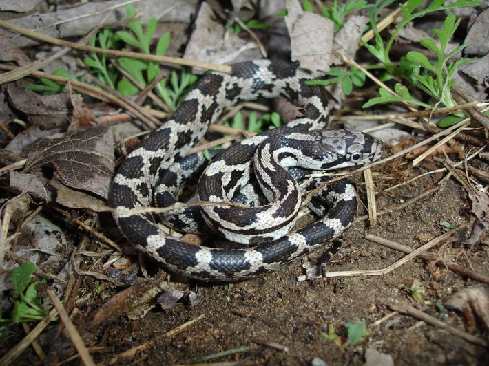 Western Ratsnake, Charleston, Mississippi County | Amphibians and ...