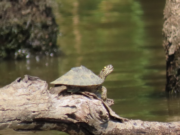 Sabine Map Turtle | Brad Glorioso’s Personal Website Amphibians and ...