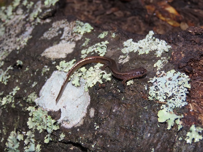 Western Dwarf Salamander, Calhoun County | Brad Glorioso’s Personal ...