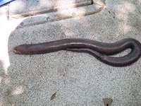 Two-toed Amphiuma - Amphiuma means | Brad Glorioso’s Personal Website ...