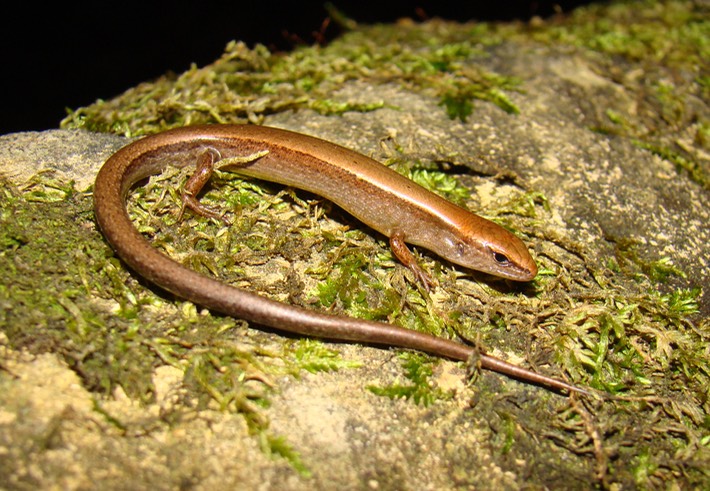 Little Brown Skink | Brad Glorioso’s Personal Website Amphibians and ...