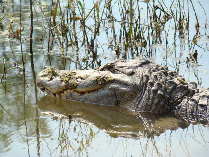 American Alligator, Morgan Brake NWR | Brad Glorioso’s Personal Website ...