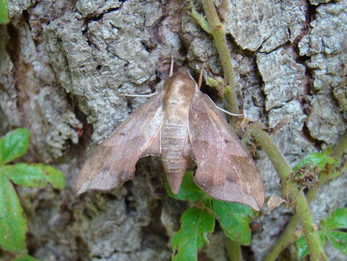 Virginia Creeper Sphinx, Big Oak Tree State Park, MO | Brad Glorioso’s ...