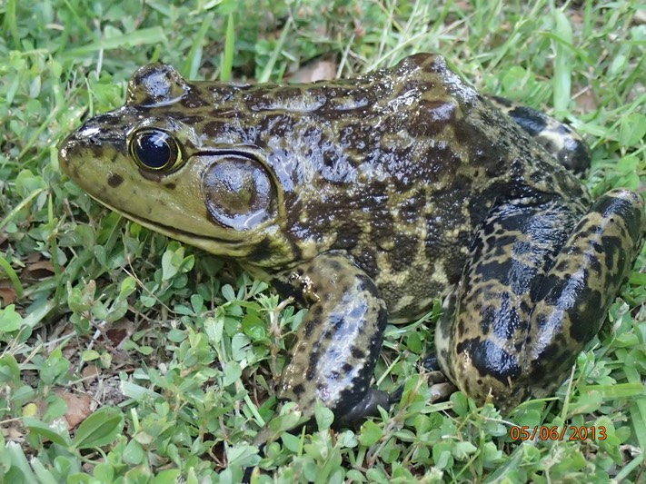 American Bullfrog | Brad Glorioso’s Personal Website Amphibians and ...