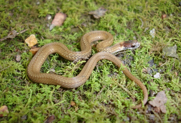 Red-bellied Snake, Crawford County | Brad Glorioso’s Personal Website ...