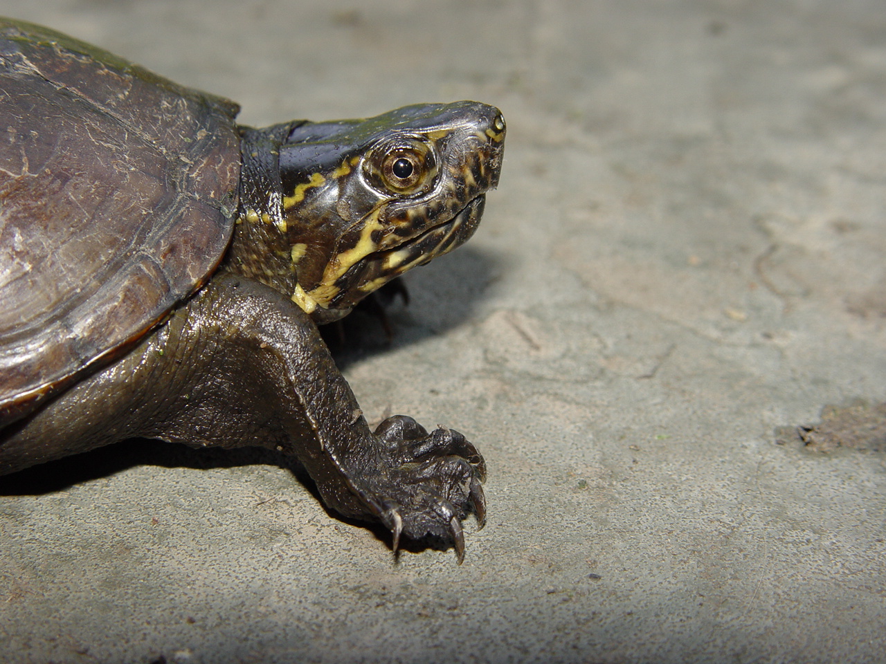 Eastern Mud Turtle - Kinosternon subrubrum | Amphibians and Reptiles of ...