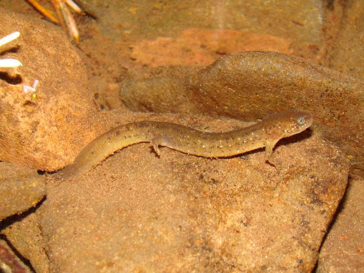 Cascade Torrent Salamander | Brad Glorioso’s Personal Website ...