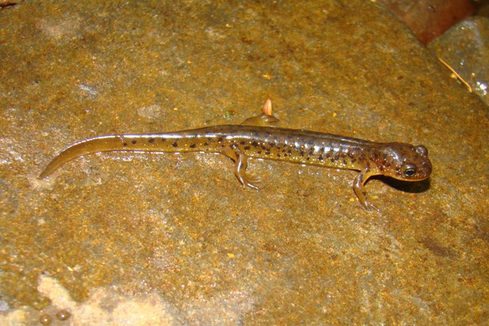 Cascade Torrent Salamander | Brad Glorioso’s Personal Website ...