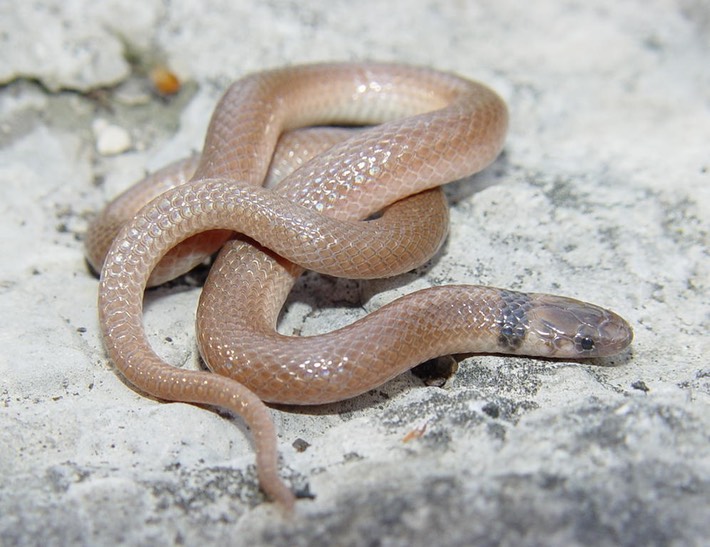 Southeastern crown snake - Alchetron, the free social encyclopedia