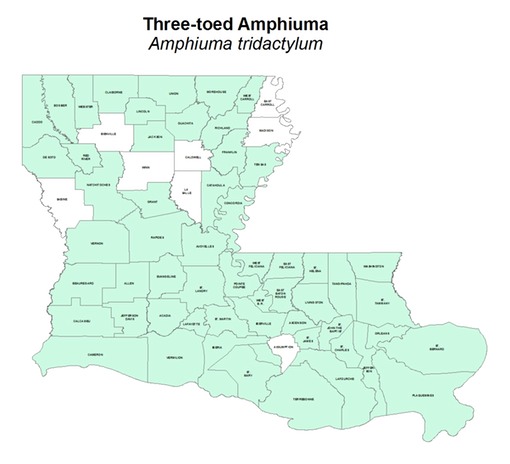 Three-toed Amphiuma - Amphiuma tridactylum | Amphibians and Reptiles of ...