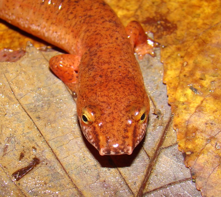 Spring Salamander, East Tennessee | Brad Glorioso’s Personal Website ...