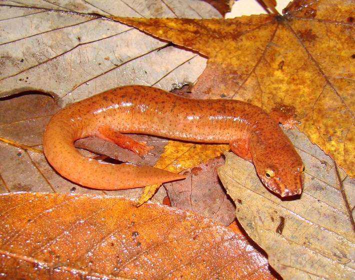 Spring Salamander, East Tennessee | Amphibians and Reptiles of Louisiana