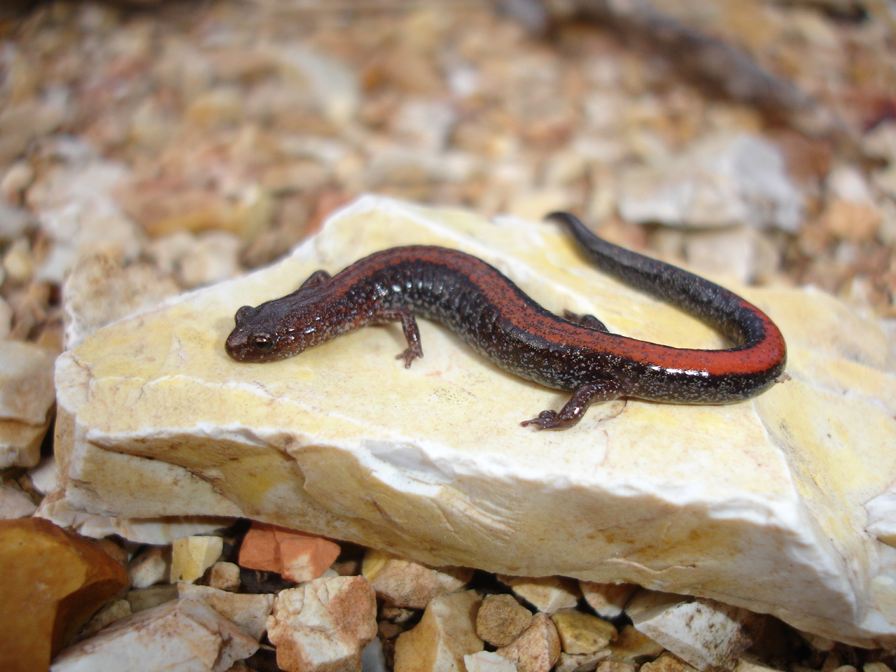 Southern Red-backed Salamander - Plethodon serratus | Amphibians and ...